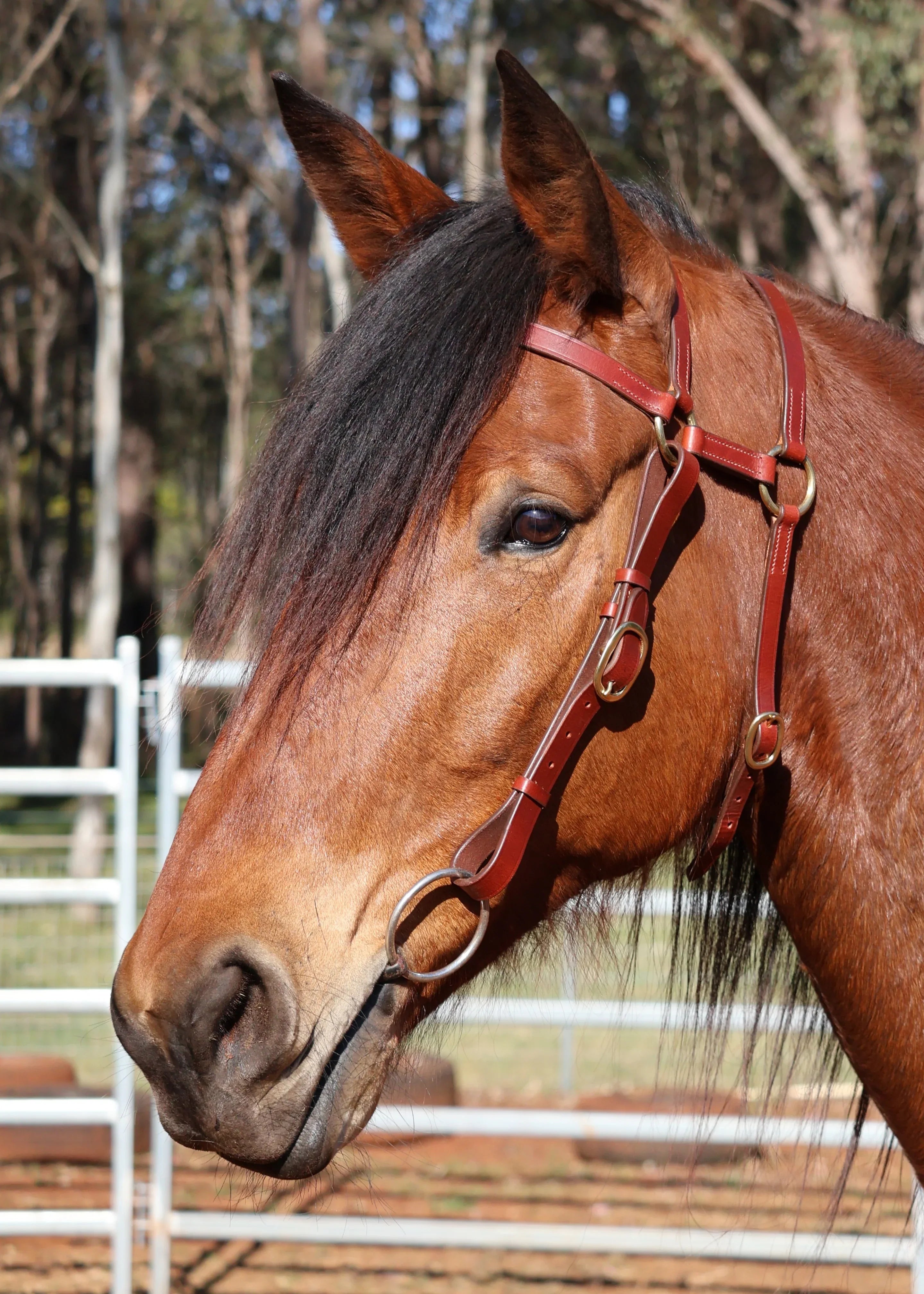 Extended Headstall Bridle | Feral Pony